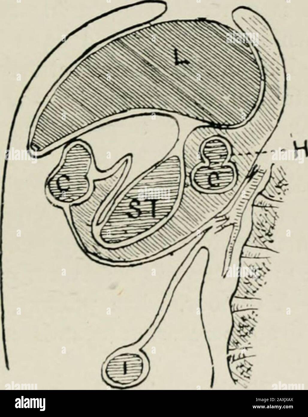 Mesocolon hi-res stock photography and images - Alamy