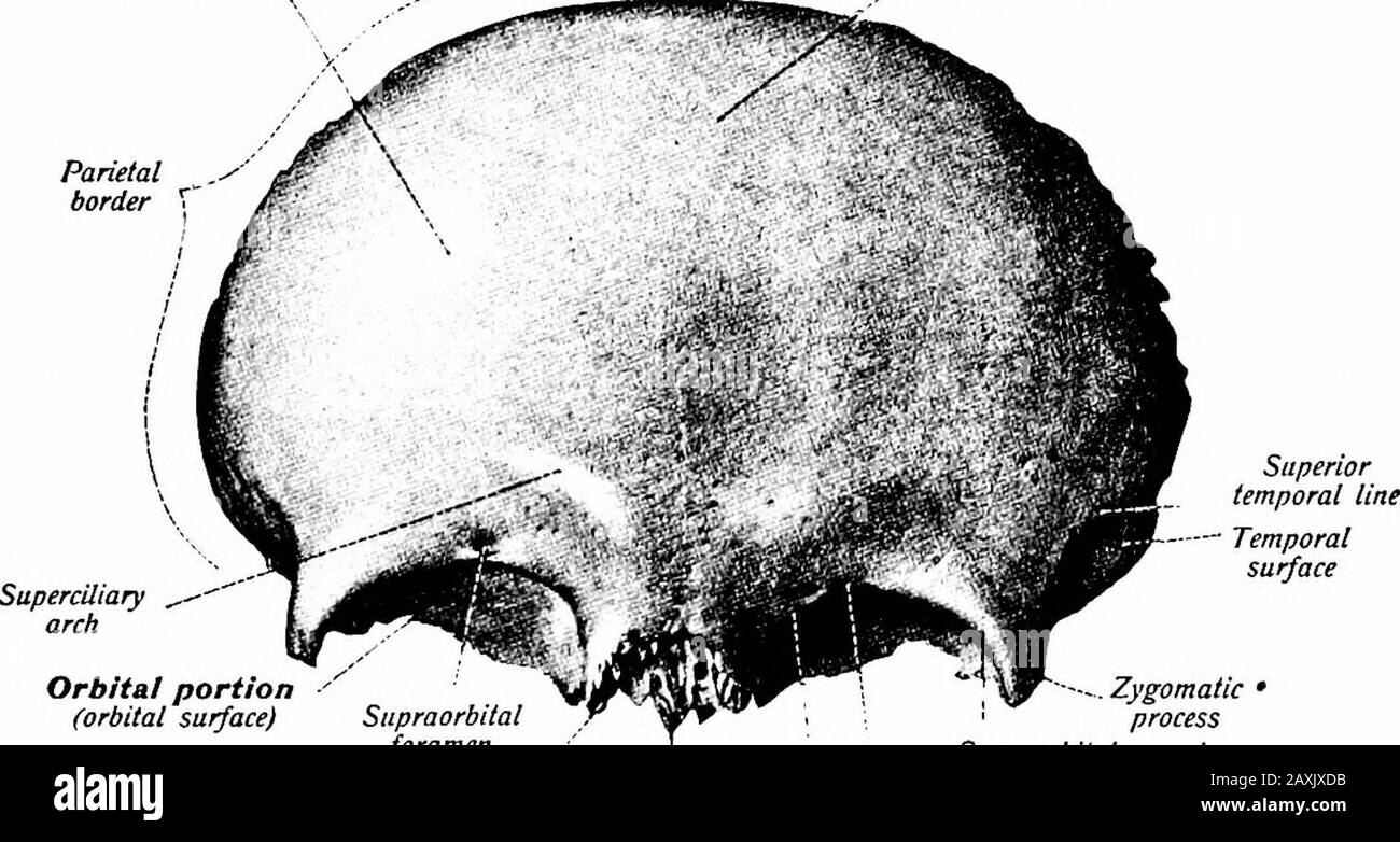 Orbital Plate Of Frontal Bone