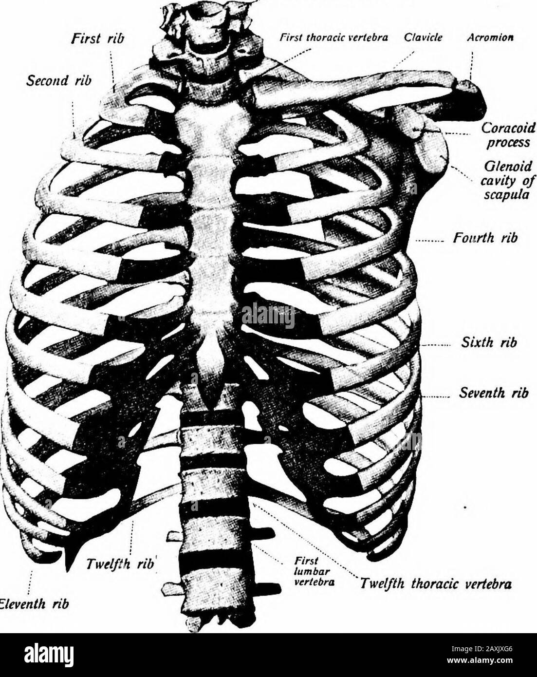 Chondrosternal Joint