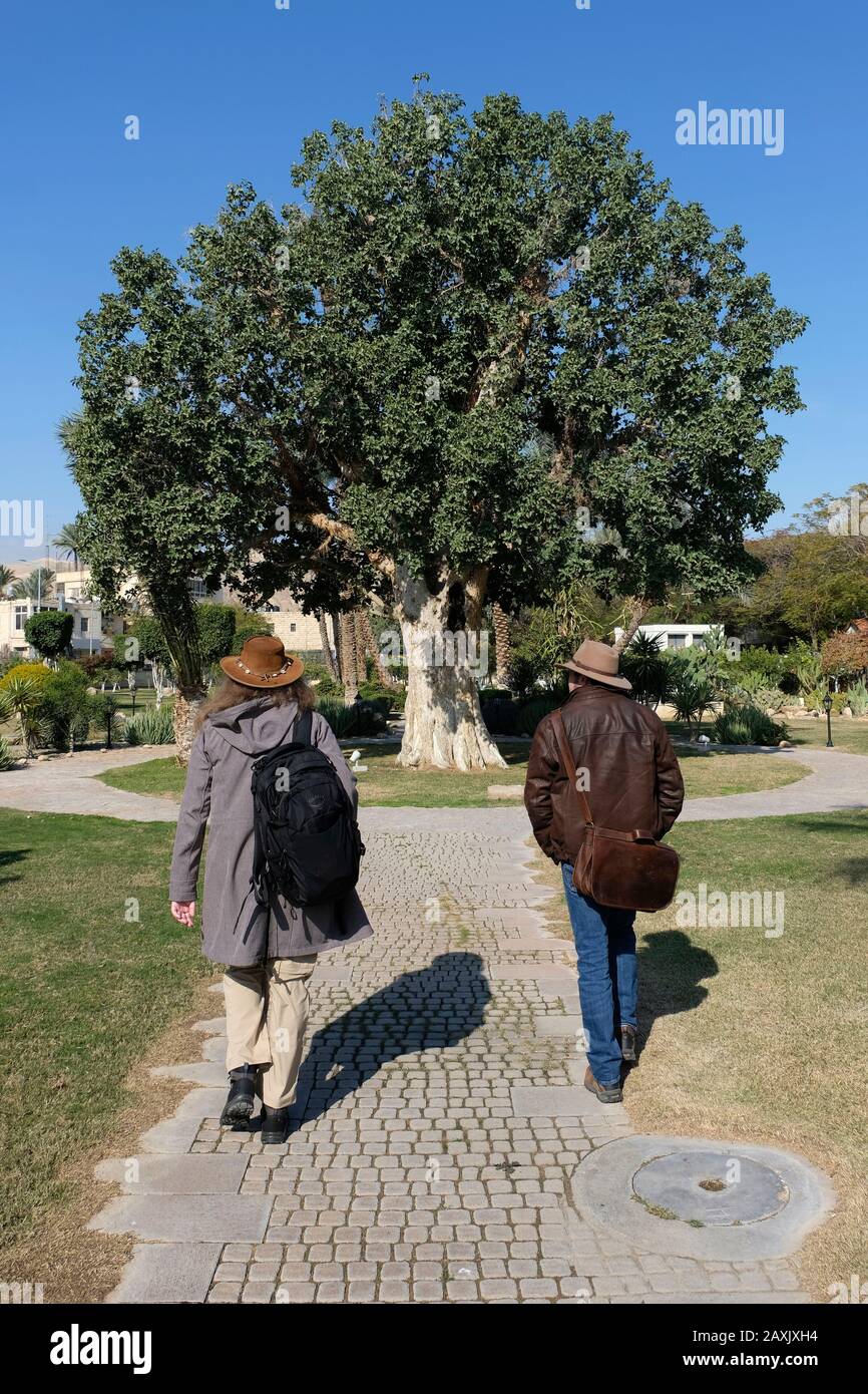 Tourists walk in front of the huge Sycamore Tree of Zacchaeus, believed ...