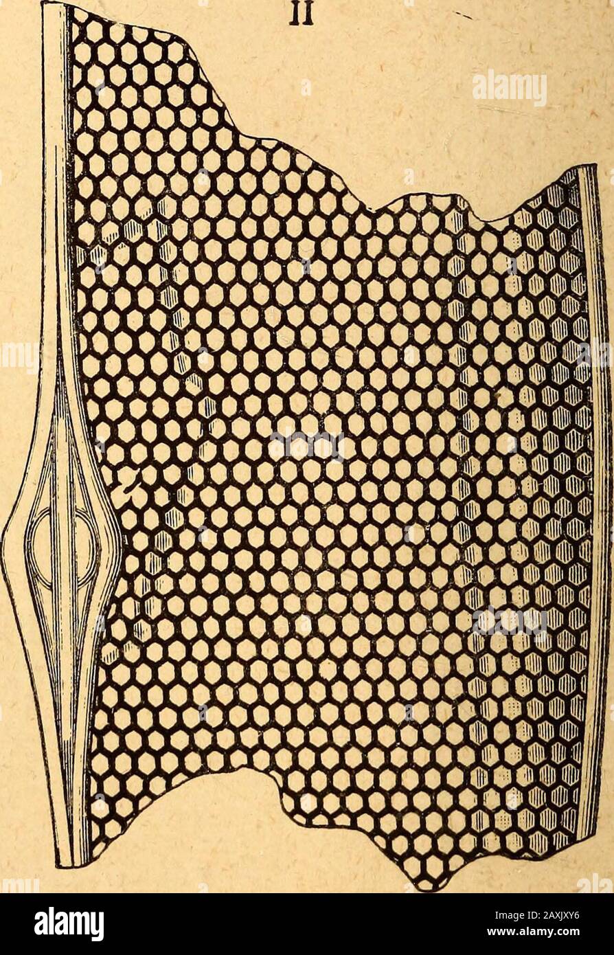 Text-book of structural and physiological botany . Fig. 37.—Cystoliths ...