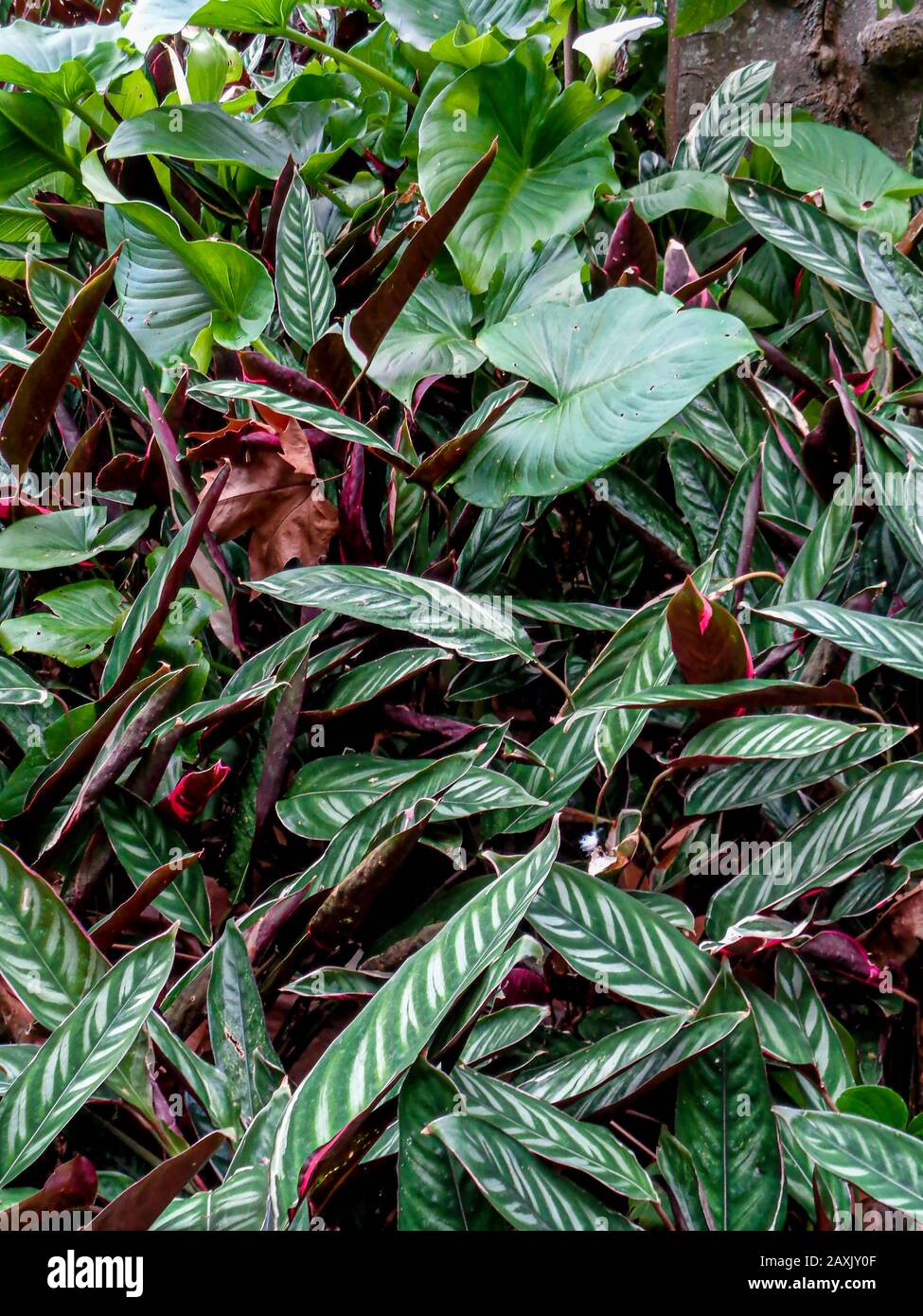 Natural flora in a garden setting on the island of Madeira in February ...