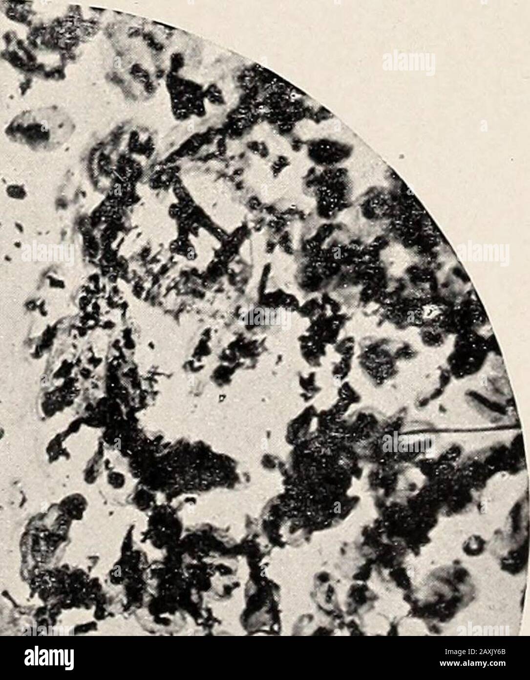 Microscopical examination hi-res stock photography and images - Alamy