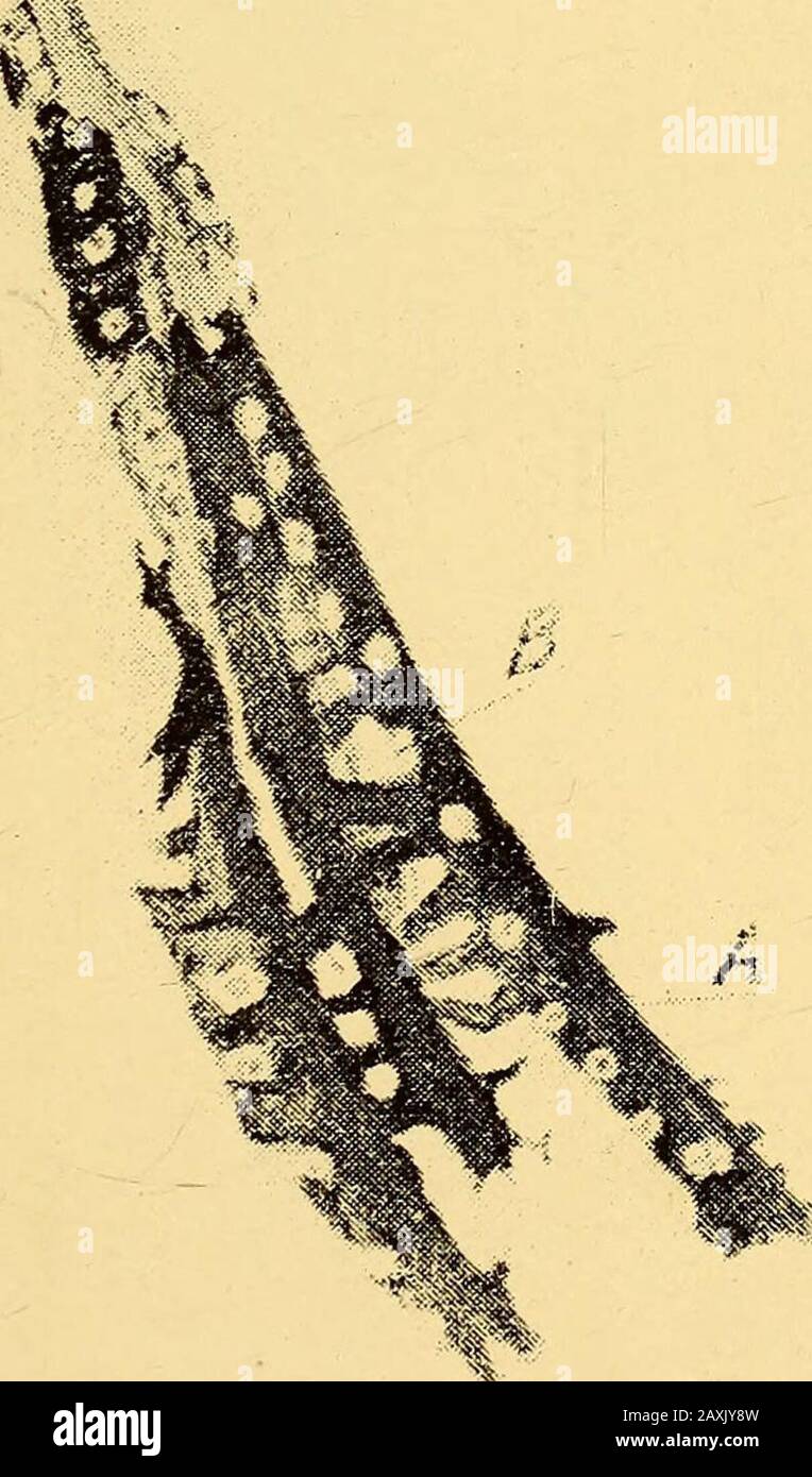 Journal and proceedings of the Royal Society of New South Wales . D Fig ...
