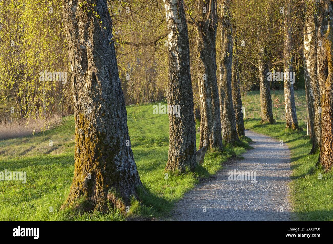 Birch alley at lake Staffelsee, Uffing am Staffelsee, Upper Bavaria ...