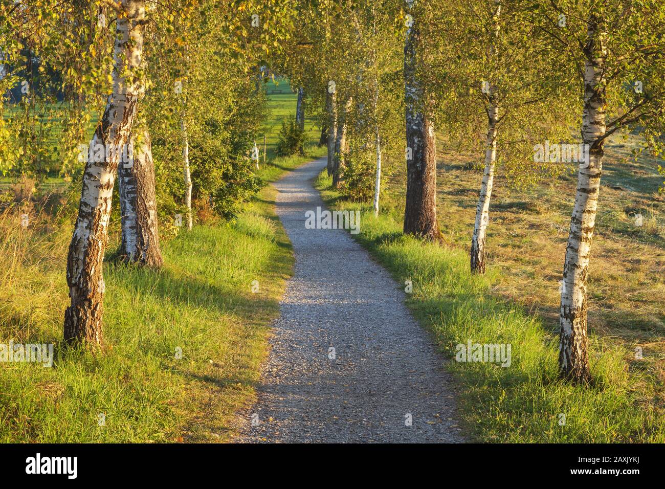 Birch alley in Uffing am Staffelsee, Upper Bavaria, Bavaria, southern ...