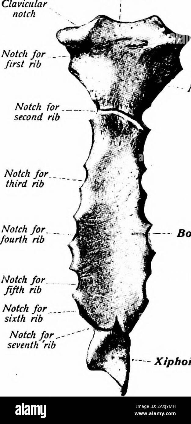 Angle Of Louis Damage