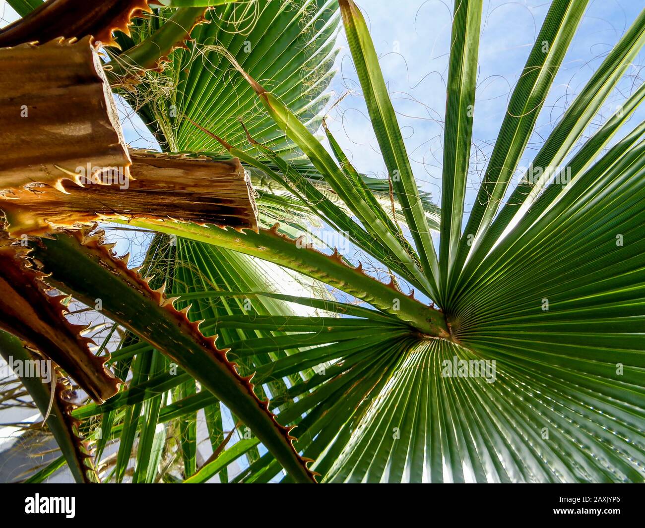 Fan leaved palm tree hi-res stock photography and images - Alamy