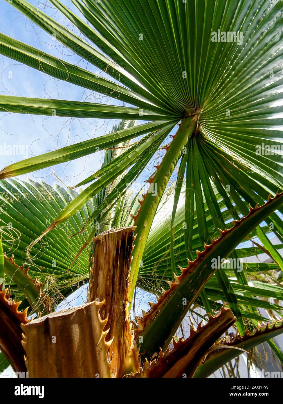 Fan leaved palm tree hi-res stock photography and images - Alamy