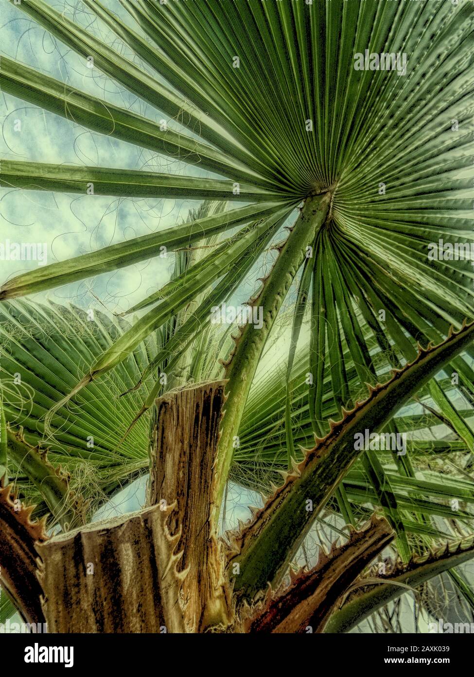 Fan leaved palm tree hi-res stock photography and images - Alamy