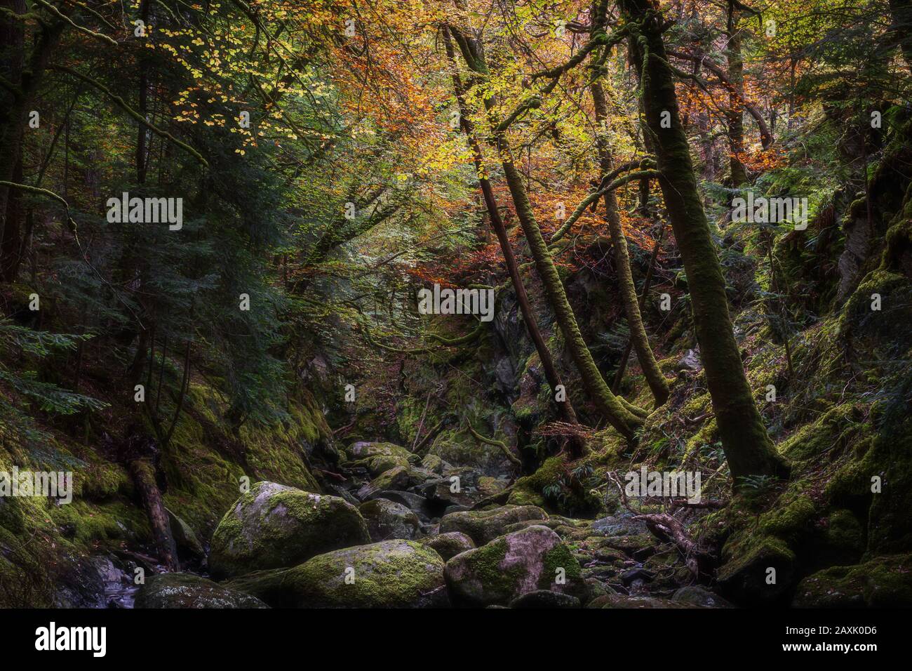Dark and mysterious rocky gorge in autumn coloured forest in Scottish ...