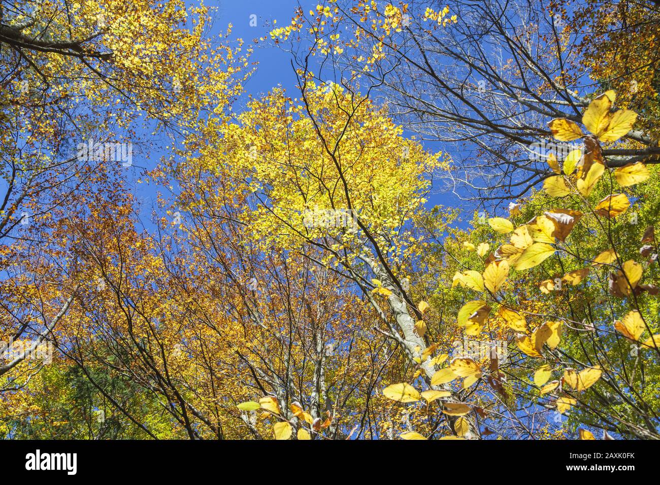 Deciduous trees in the woods in autumn, flora, botany Stock Photo - Alamy
