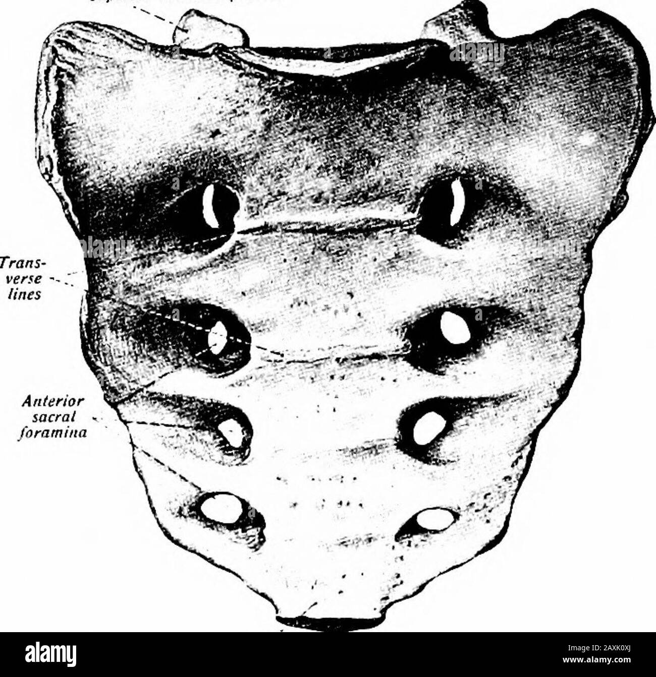 A manual of anatomy . resembles that vertebra in this part and ...