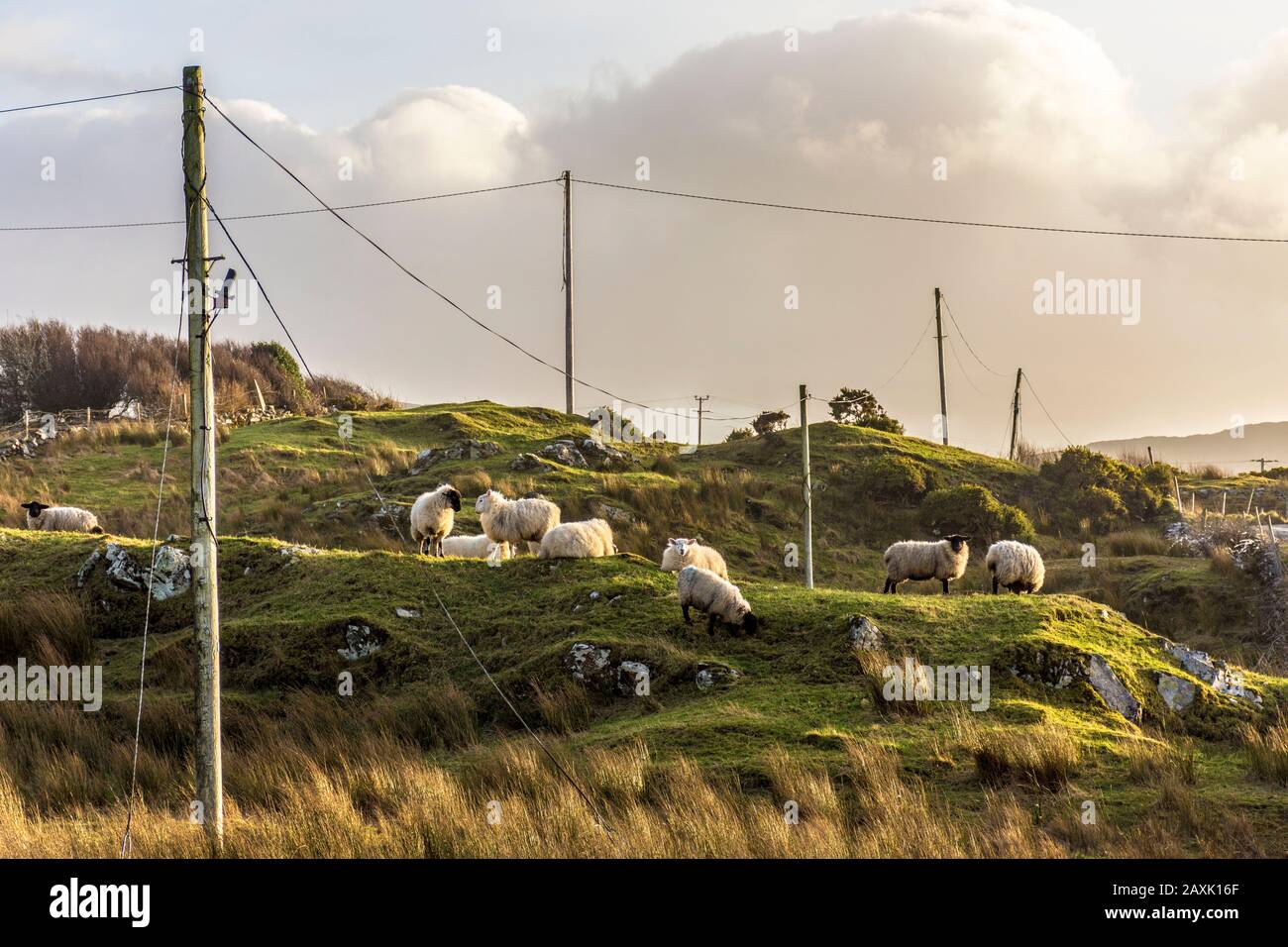 Ardara, County Donegal, Ireland. Sheep graze amidst old telephone poles ...