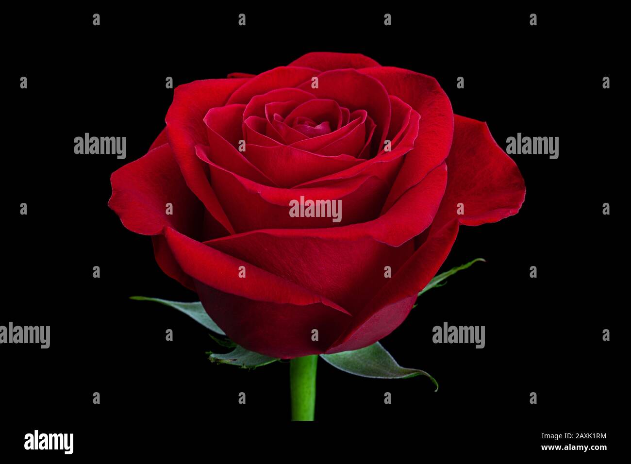 Red rose flower head isolated on black background Stock Photo - Alamy