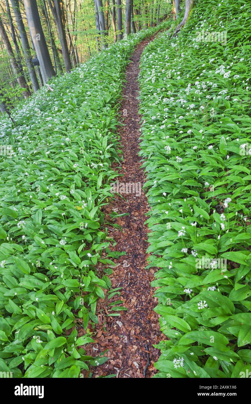 Path through forest full of wild garlic, Germany Stock Photo - Alamy
