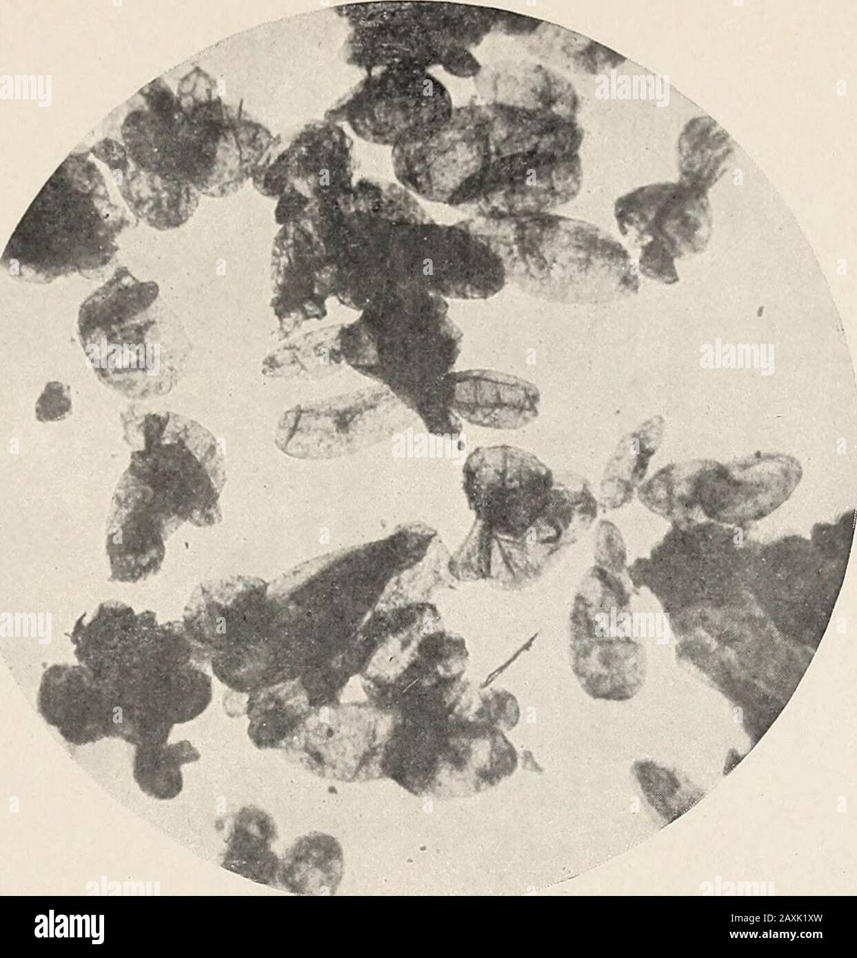 Fruits and fruit products: chemical and microscopical examination . Fig ...