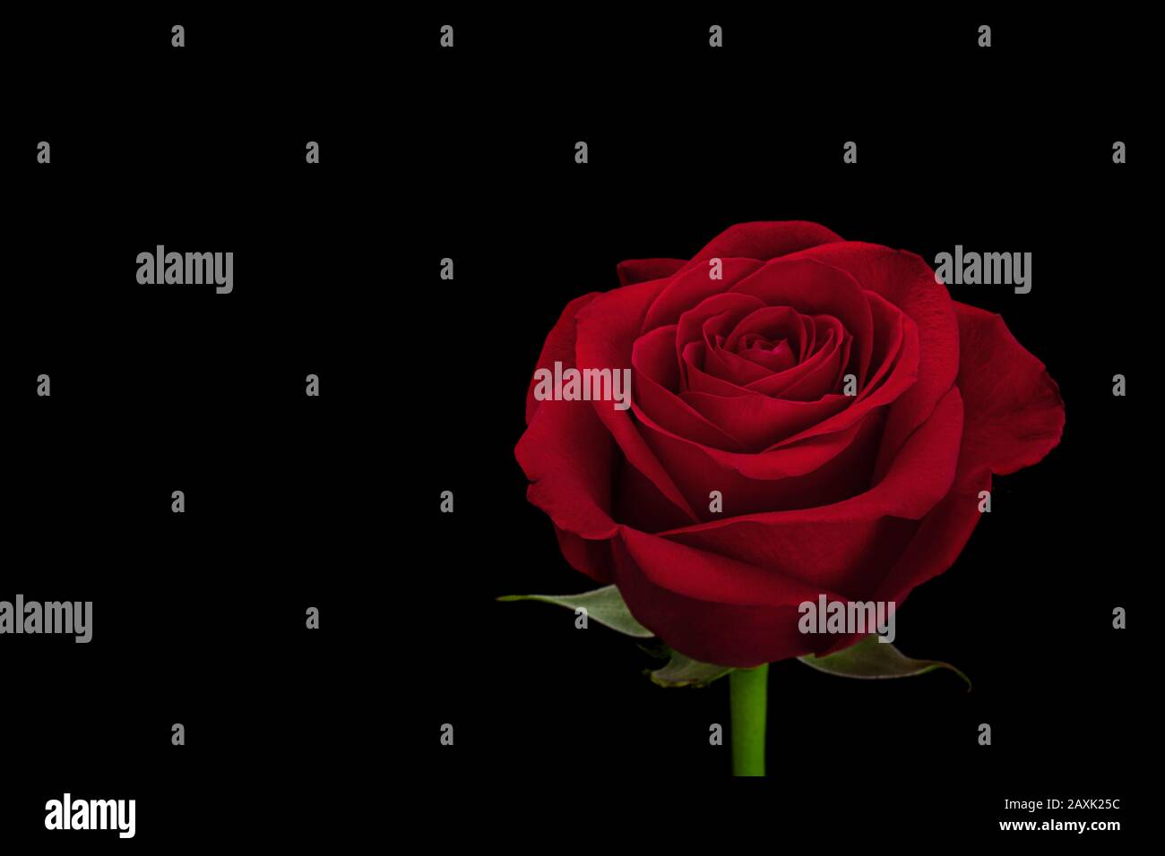 Red rose flower head isolated on black background Stock Photo - Alamy
