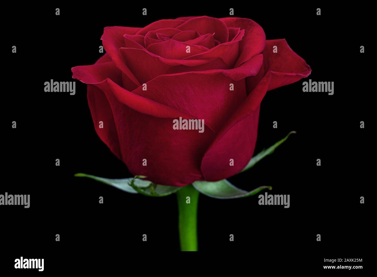 Red rose flower head isolated on black background Stock Photo - Alamy