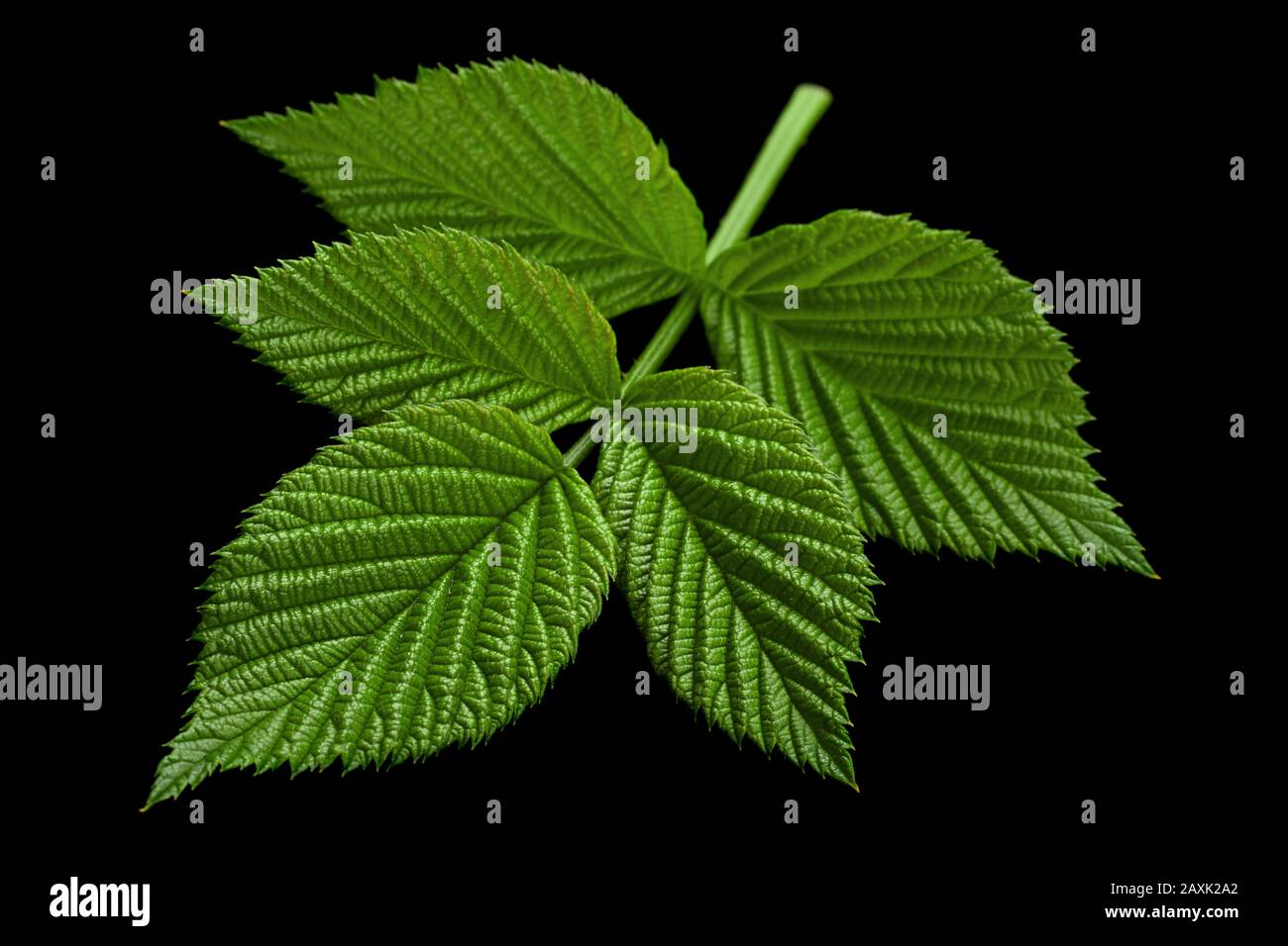 Raspberry leaf closeup isolated on black background Stock Photo - Alamy