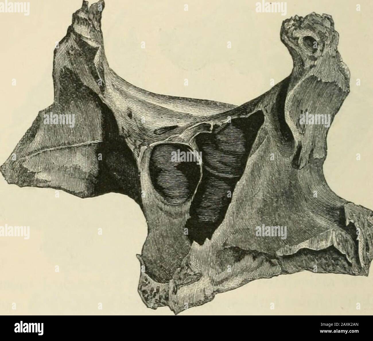 Unciform hi-res stock photography and images - Alamy