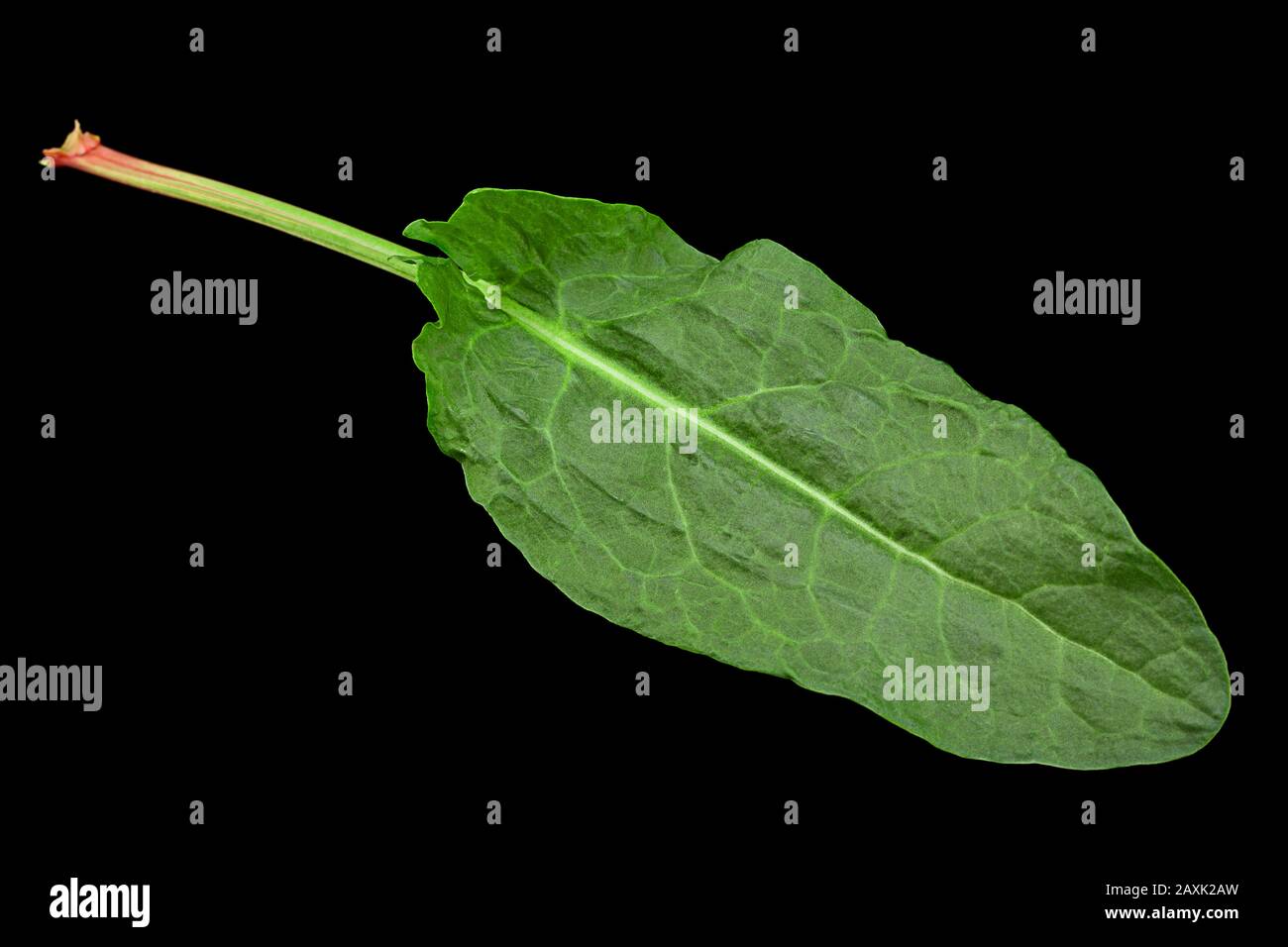 Dock leaf hi-res stock photography and images - Alamy
