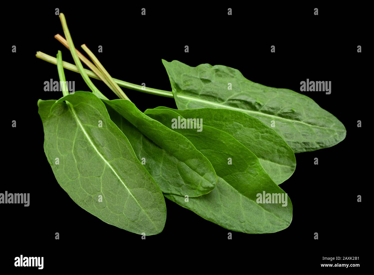Rumex leaf closeup isolated on black background Stock Photo - Alamy