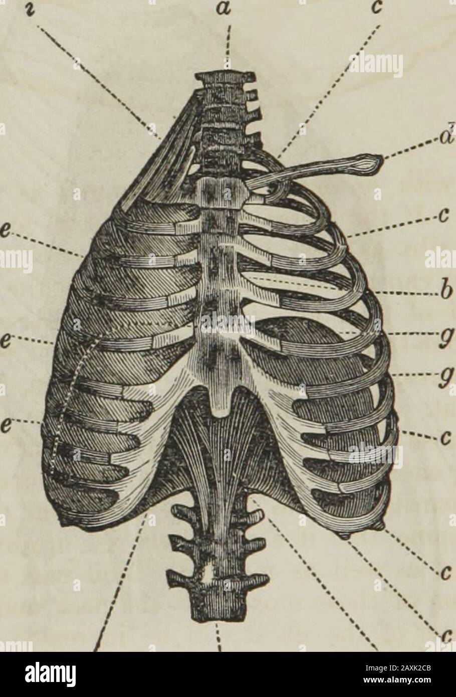 Abdominal thrust hi-res stock photography and images - Alamy