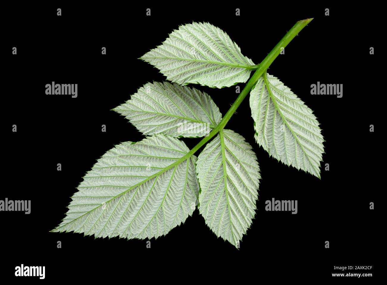 Raspberry leaf closeup isolated on black background Stock Photo - Alamy