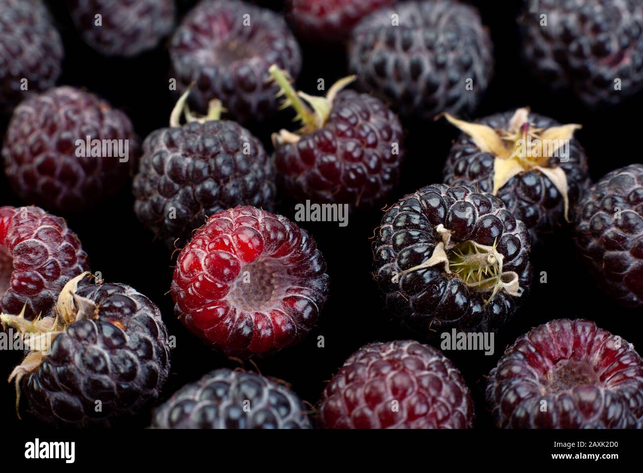 Cumberland fruit Hybrid raspberry and blackberry background Stock Photo ...