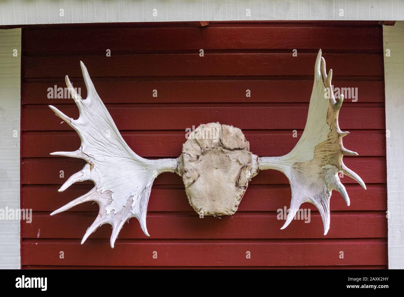 Big white moose antlers on red wooden traditional nordic finnish house ...
