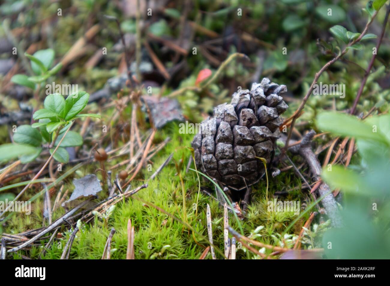 Lump of moss hi-res stock photography and images - Alamy