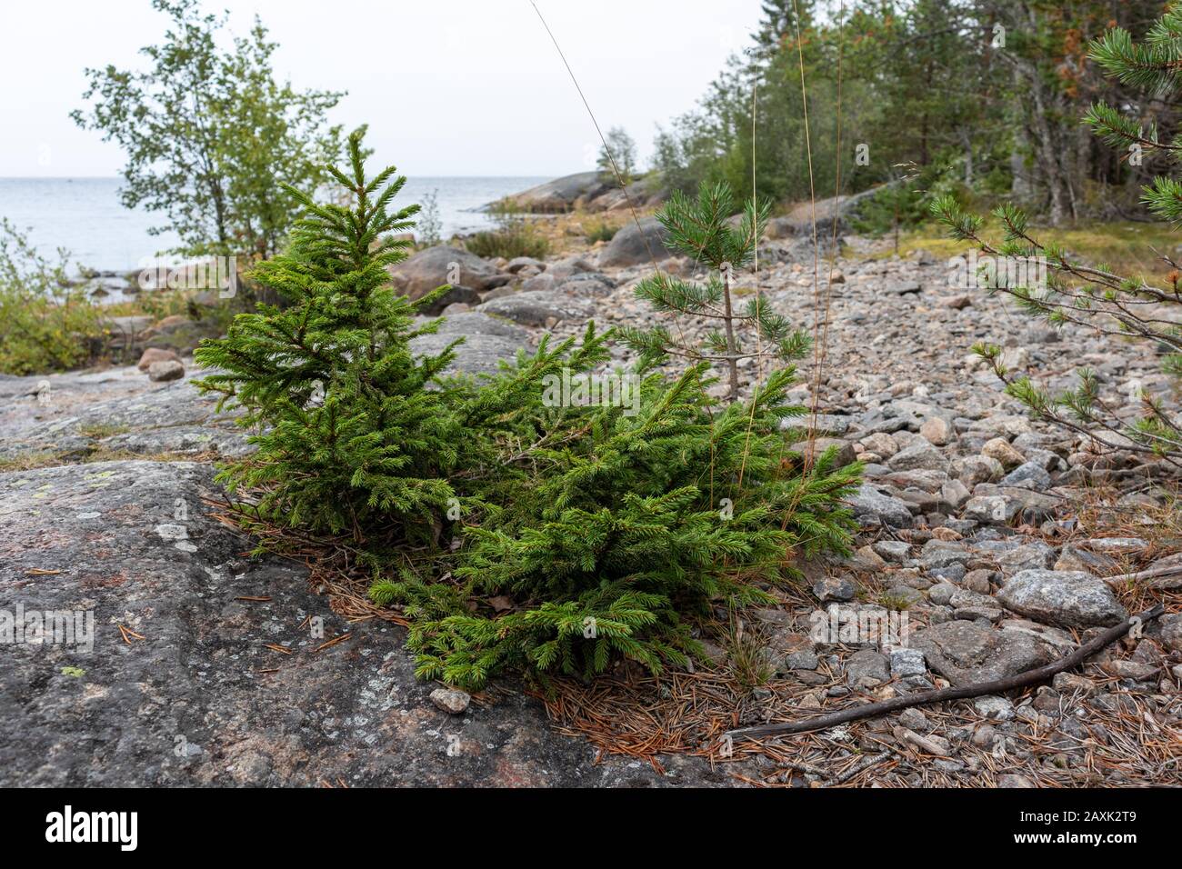 Finnish pine tree hi-res stock photography and images - Alamy