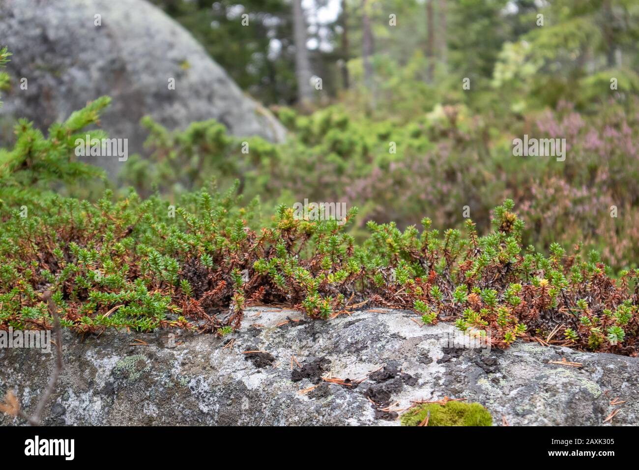 Colorful moss hi-res stock photography and images - Alamy
