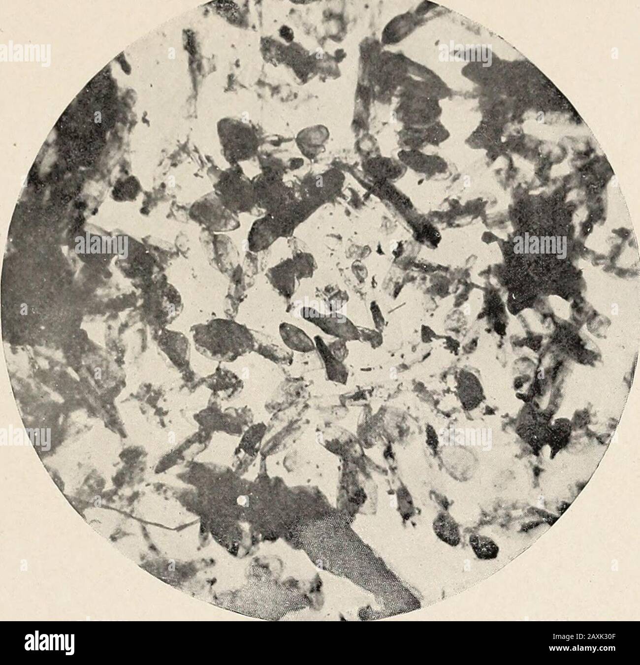 Fruits and fruit products: chemical and microscopical examination ...