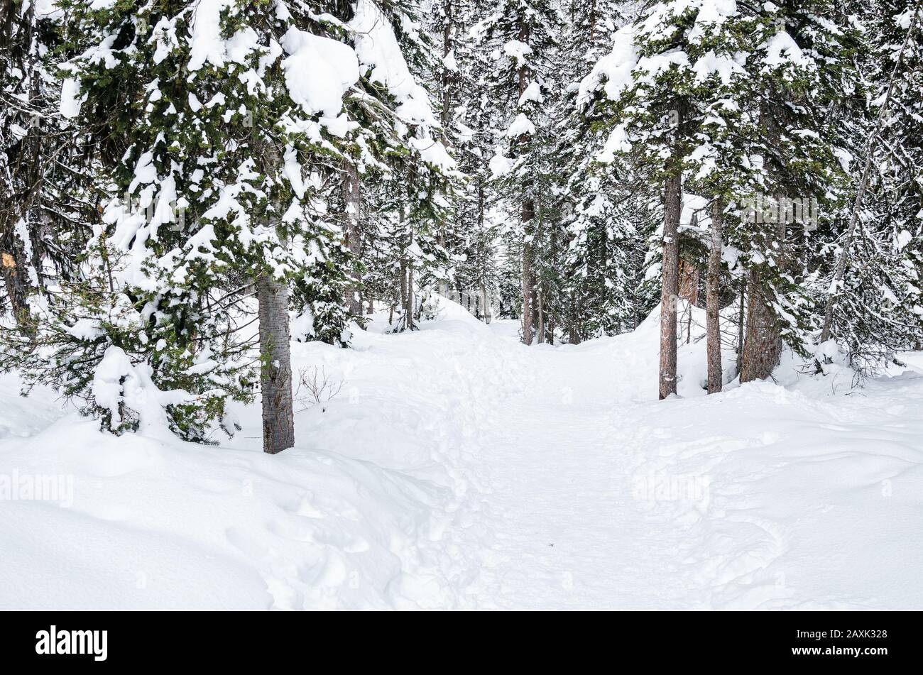 Deserted path through a mountain forest covered in deep snow on a ...