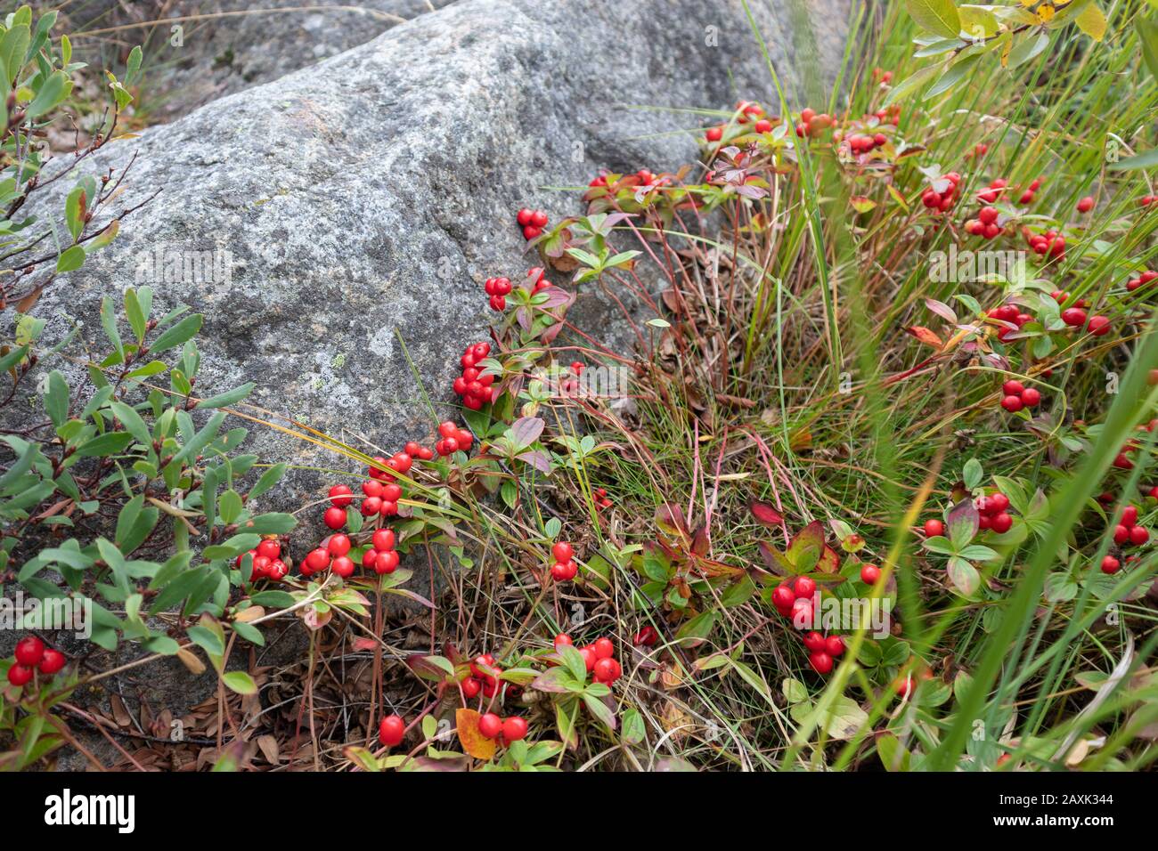 Wild red berries northern hi-res stock photography and images - Alamy