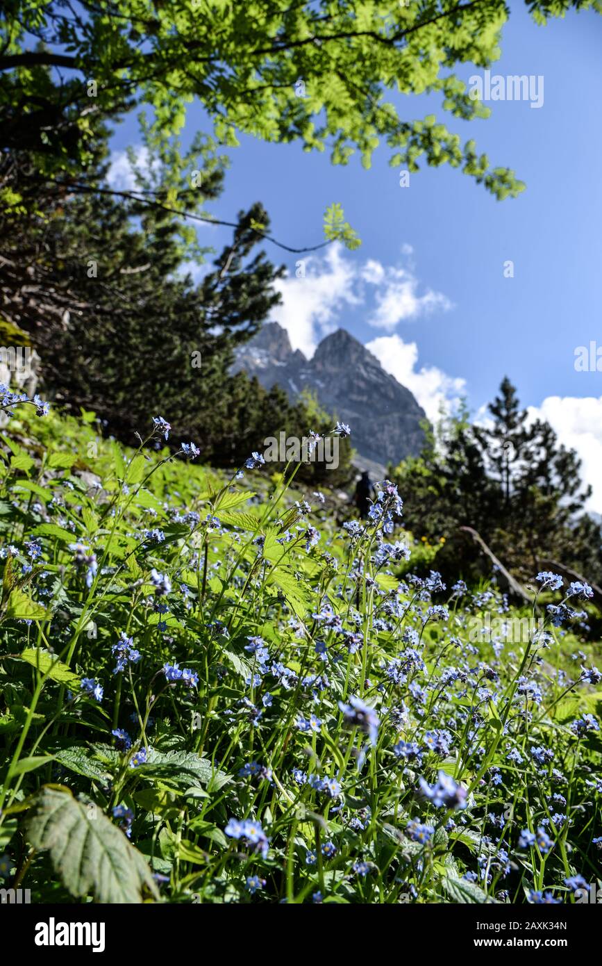 Spring meadow with alpine panorama Stock Photo - Alamy
