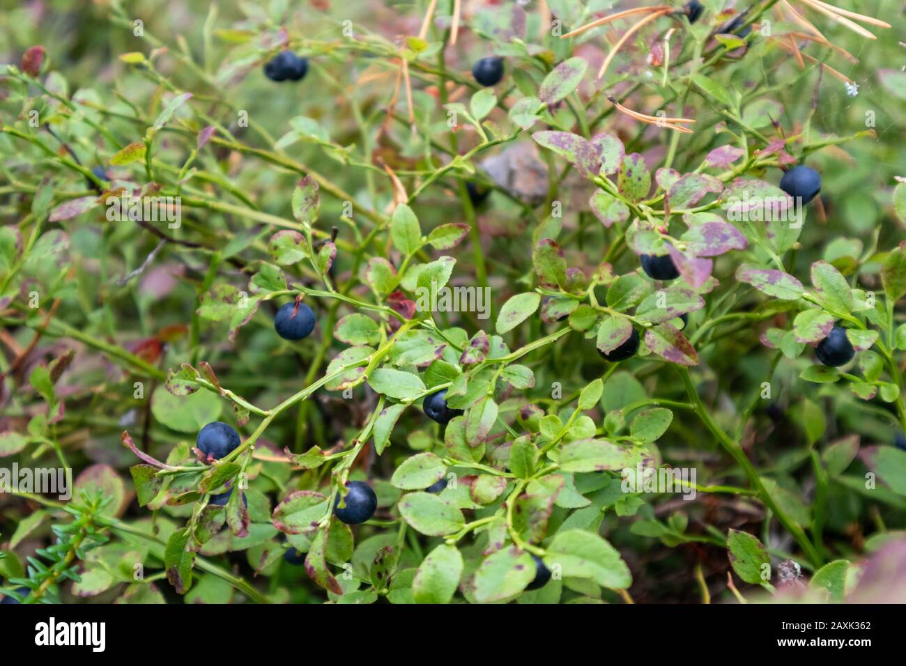Wild blueberry berries in finnish forest. Food gathering. Natural ...