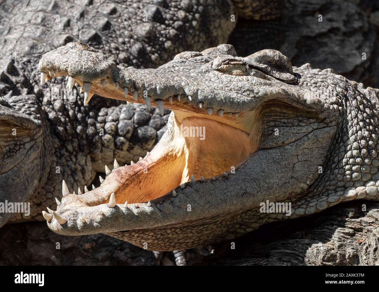 Closeup Crocodile was Sunbathing in The Afternoon Stock Photo - Alamy
