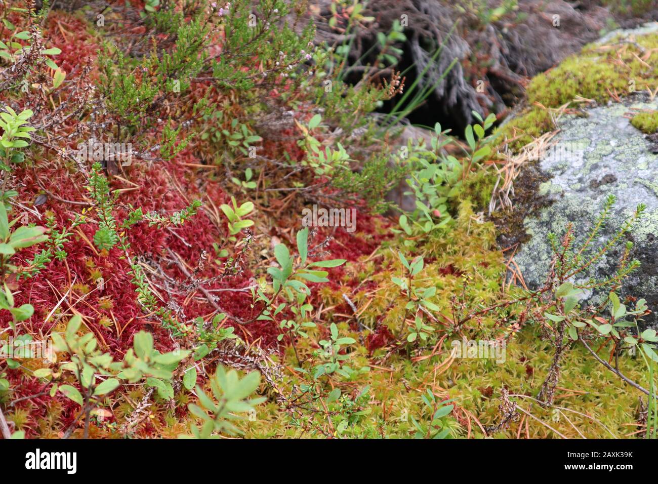Wild northern deep finnish forest nature colorful moss and grass deep ...