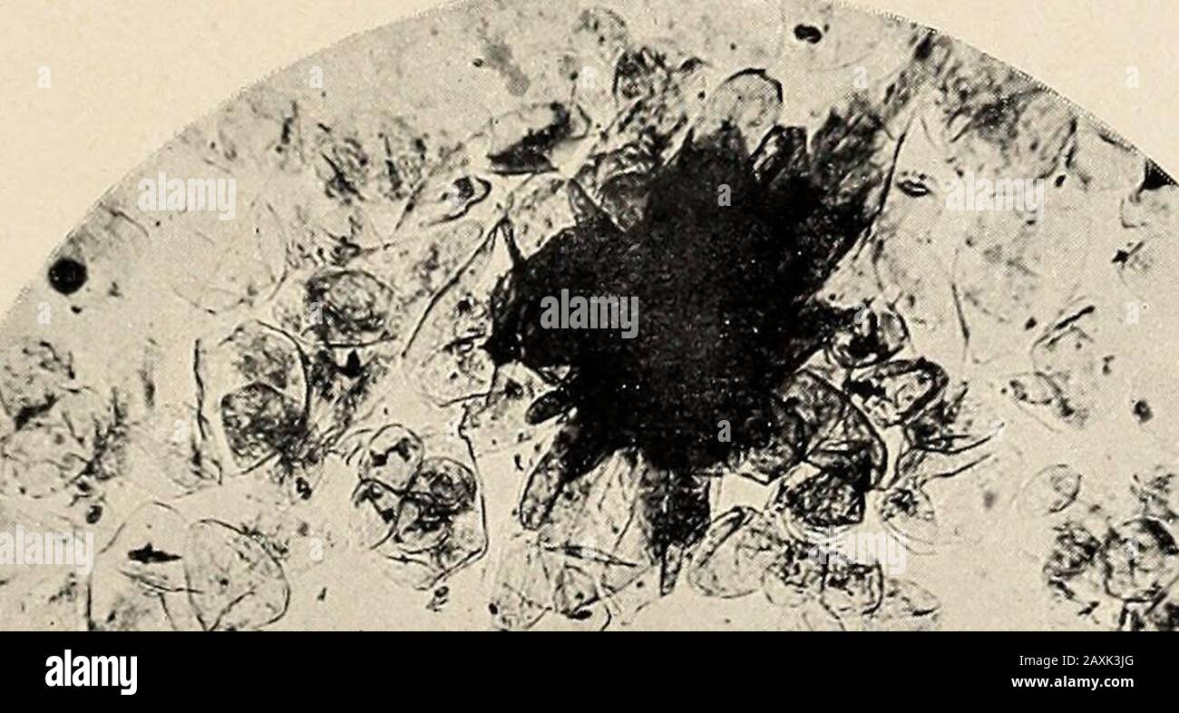 Fruits and fruit products: chemical and microscopical examination . Fig ...