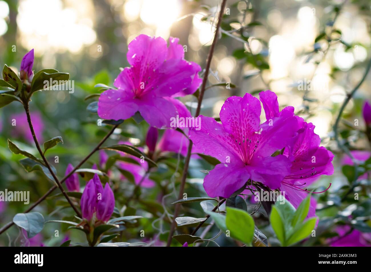 Violet Magnolia in soft afternoon light Stock Photo - Alamy