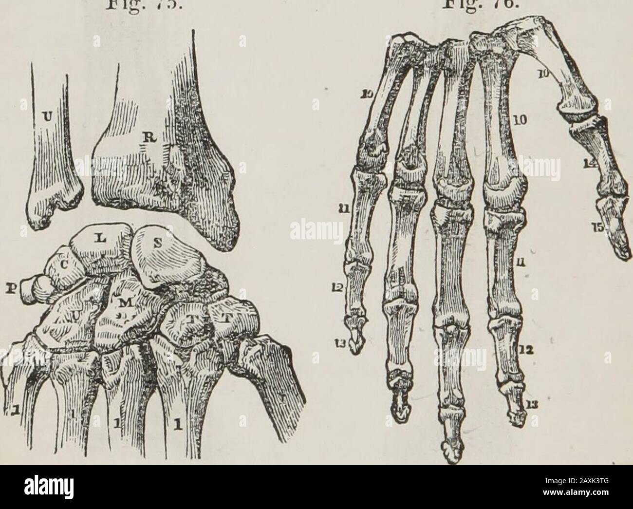 Human and comparative anatomy, physiology, and hygiene . brace in ...
