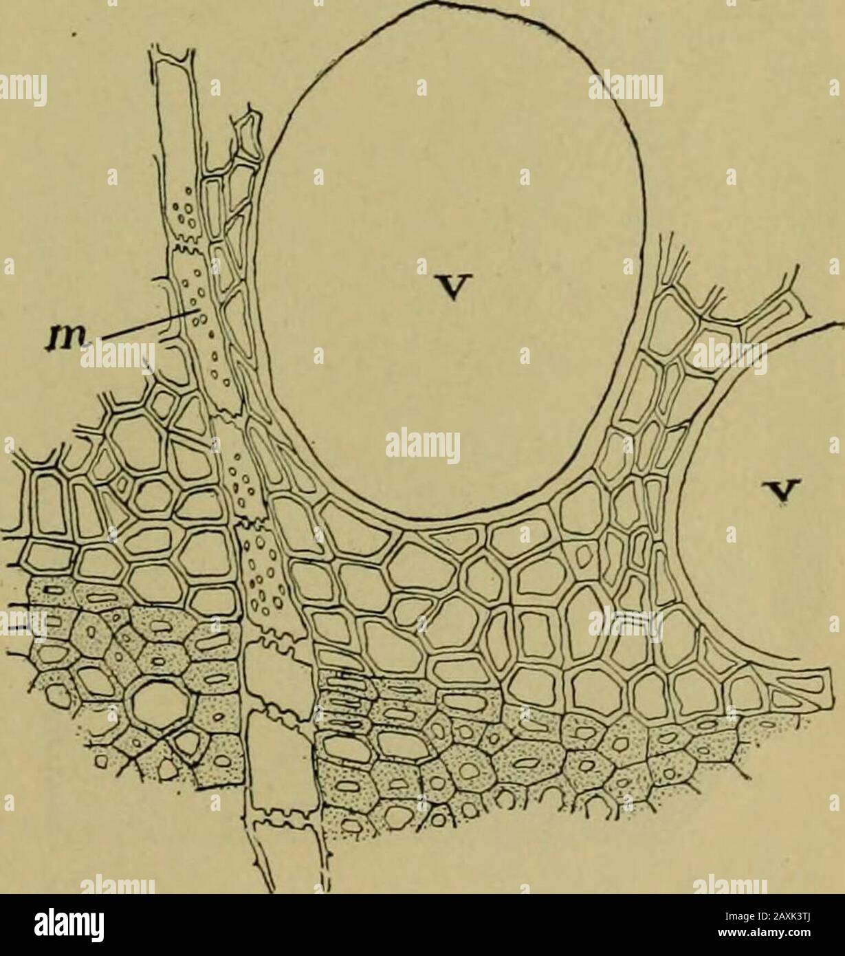 Nature and development of plants . Fig. 55.. Fig. 56. Fig. 55. Diagram ...