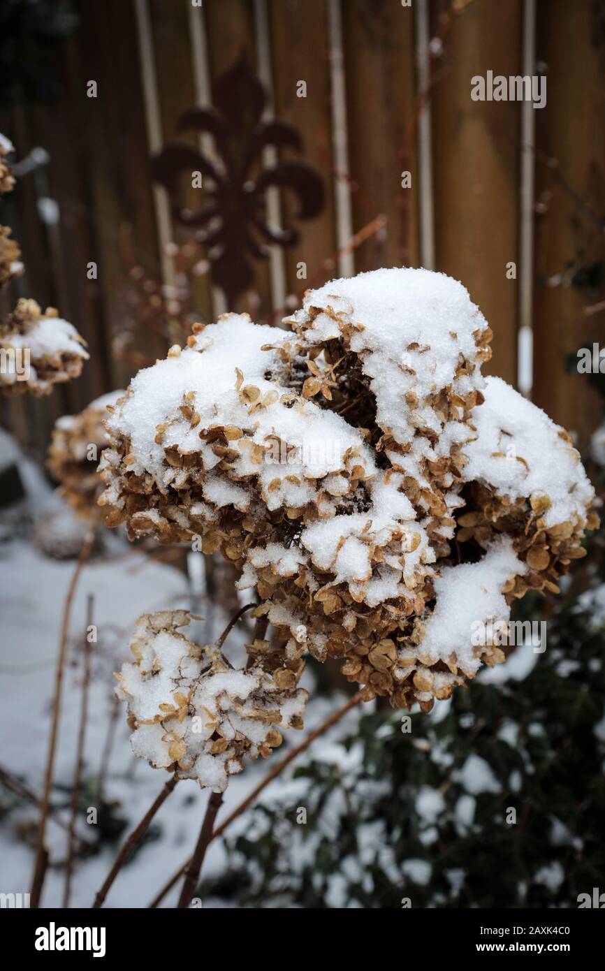 Hydrangea flowers in the snow Stock Photo - Alamy