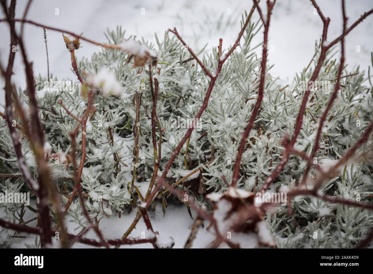 Lavender in winter, covered with snow Stock Photo - Alamy