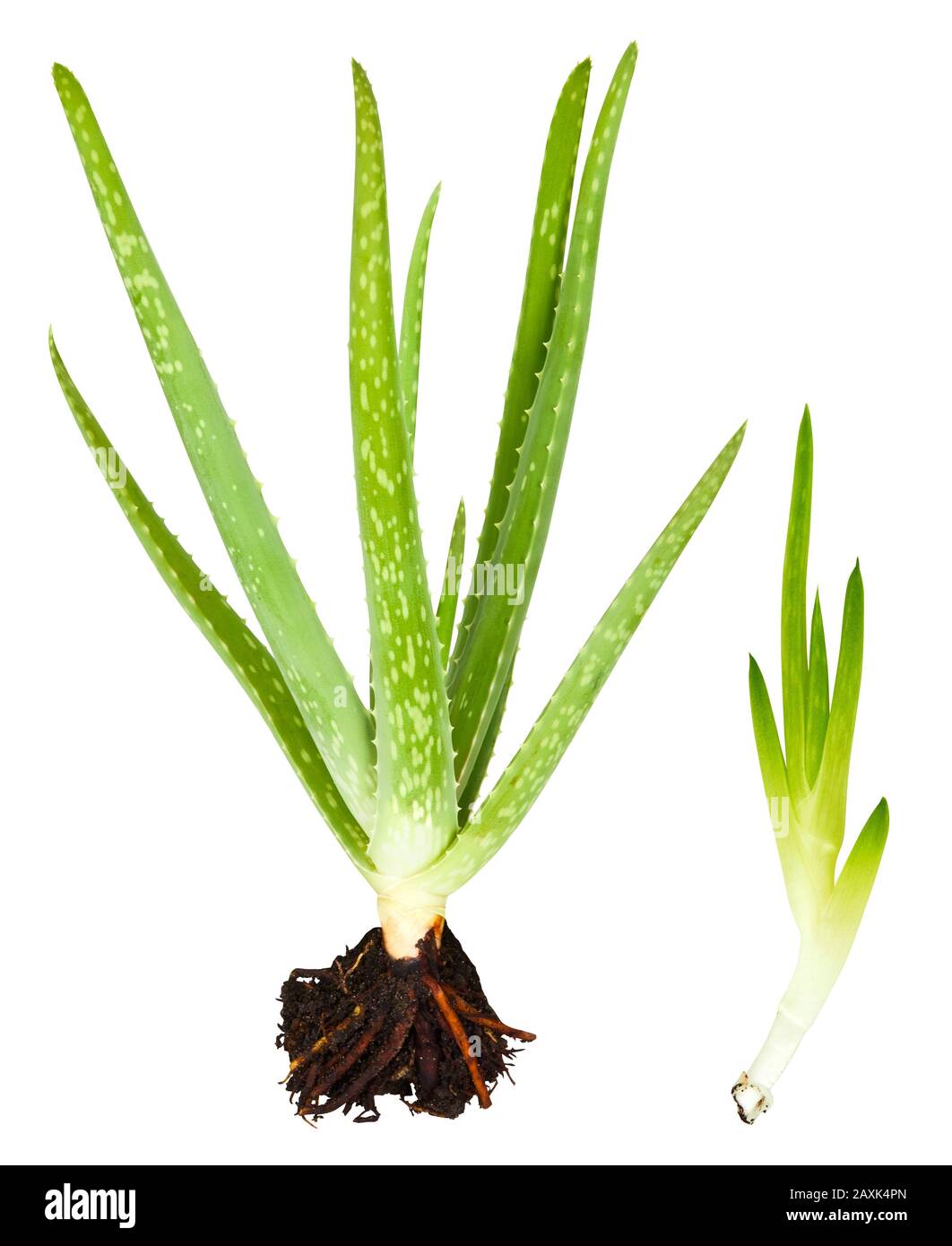 Fresh green aloe vera plant with root and dirt isolated on white ...