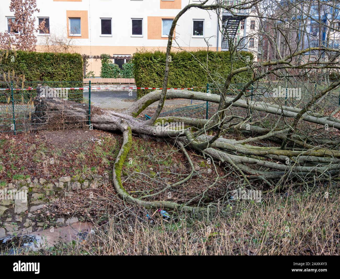 uprooted tree after a storm Stock Photo - Alamy