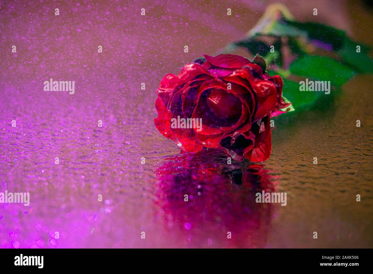 Red rose on reflective surface Stock Photo - Alamy